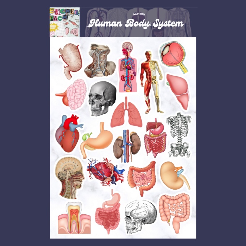Jual Human Anatomy Sticker Sheet | Shopee Indonesia