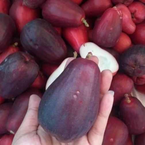Jual Jambu Bol Jamaika Super Premium 1Kg(STOK READY) | Shopee Indonesia