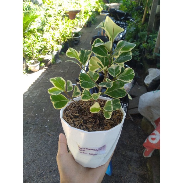 Jual Ficus Triangularis Varigata / Beringin kupu-kupu varigata | Shopee ...
