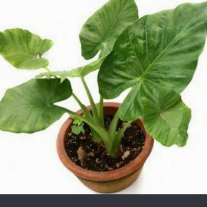 Jual pohon talas hijau / sente hijau tanaman hias pohon tales hijau ...