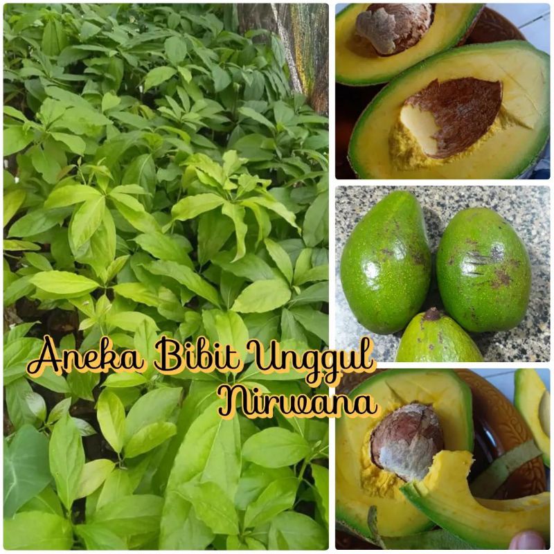 Jual BIBIT ALPUKAT RORO SUBAKA (ALPUKAT UNGGULAN BANGKA) | Shopee Indonesia