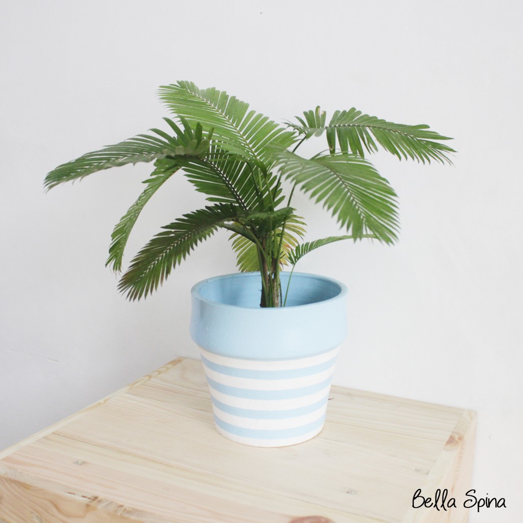 Jual Tanaman Hias Palem Paris Licuala Mini (TH-87) | Shopee Indonesia