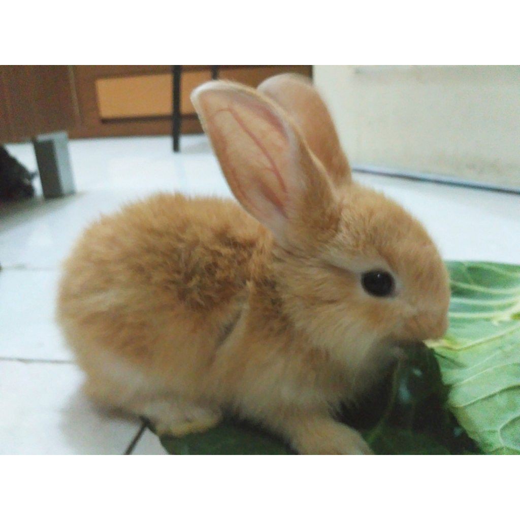 Jual kelinci local lucu murah imut khusus gojek | Shopee Indonesia