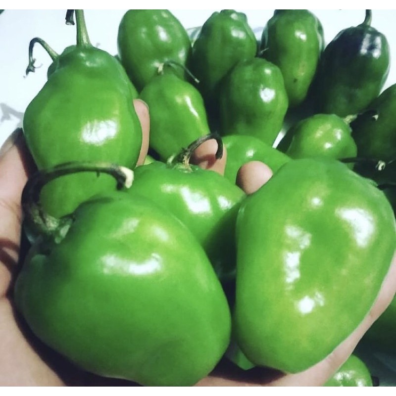 Jual CABE GENDOT HIJAU 1 KG | Shopee Indonesia