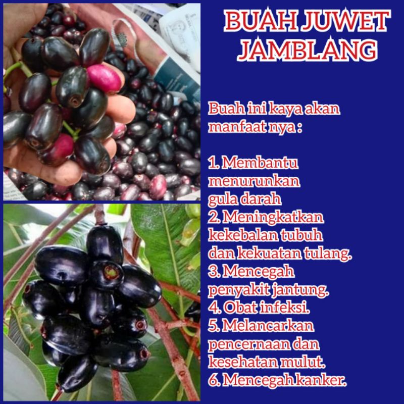 Jual Buah jamblang fresh 1kg | Shopee Indonesia