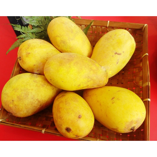 Jual Bibit Tanaman Mangga Chokanan/Miracle Mango Siap Tanam | Shopee ...