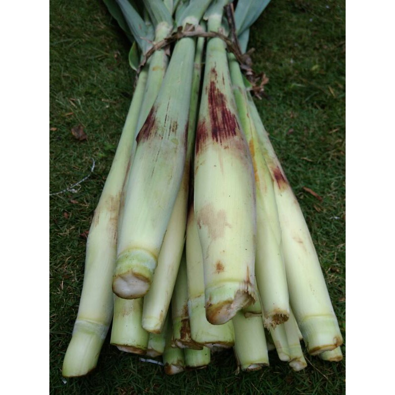 Jual Sayuran Segar, Terubuk Turubuk, Tebu telor Terubus per ikat isi 10 ...