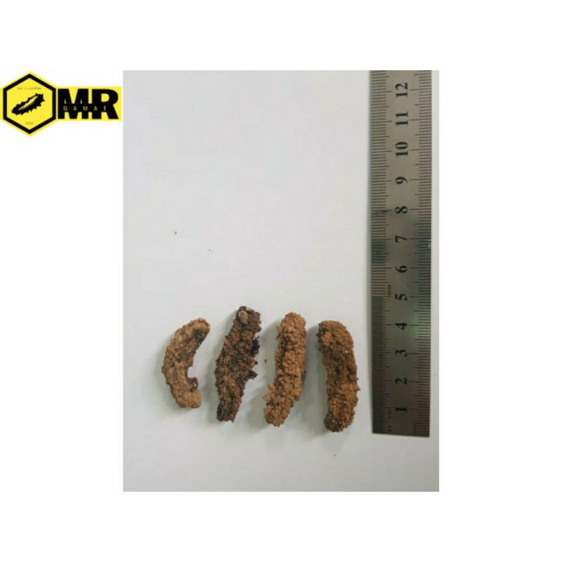 Jual Gamat/Teripang Kering Kecil Ukuran 4CM | Shopee Indonesia