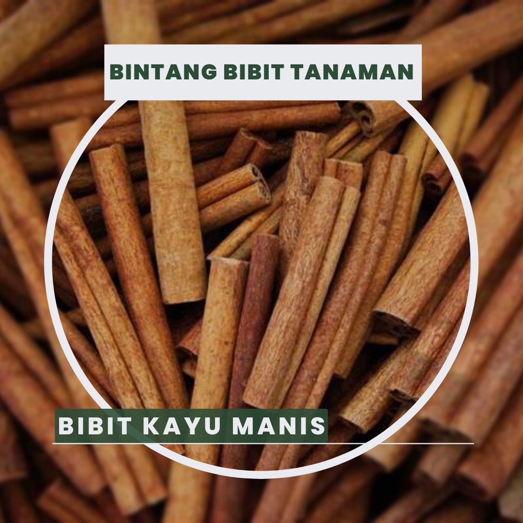 Jual Bibit Tanaman Kayu Manis | Tanaman Pohon | Shopee Indonesia
