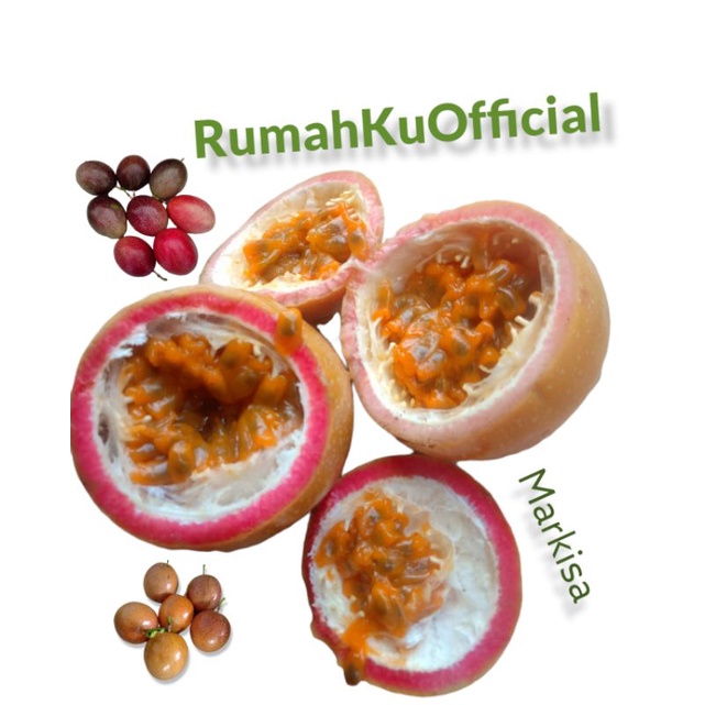 Jual buah markisa asem manis segar 1kg | Shopee Indonesia