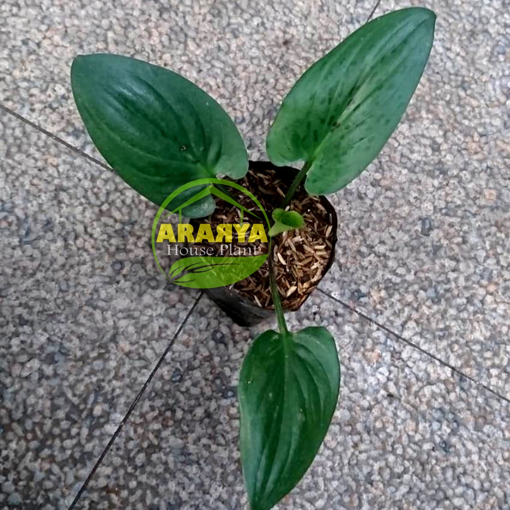 Jual Tanaman Hias Keladi Katak /Keladi Lidah Katak Tutul / Caladium ...