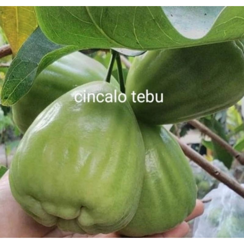 Jual Bibit jambu air cincalo tebu siap berbuah | Shopee Indonesia