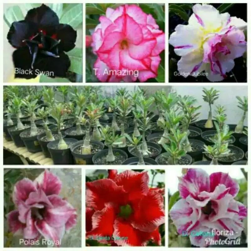 Jual paket 6 bunga adenium Kamboja Jepang bunga tumpuk-disert dragon ...