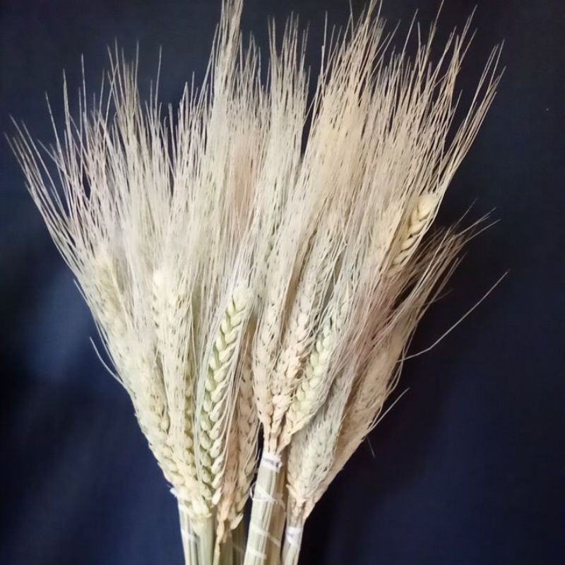 Jual bunga gandum kering/driedflower gandum | Shopee Indonesia