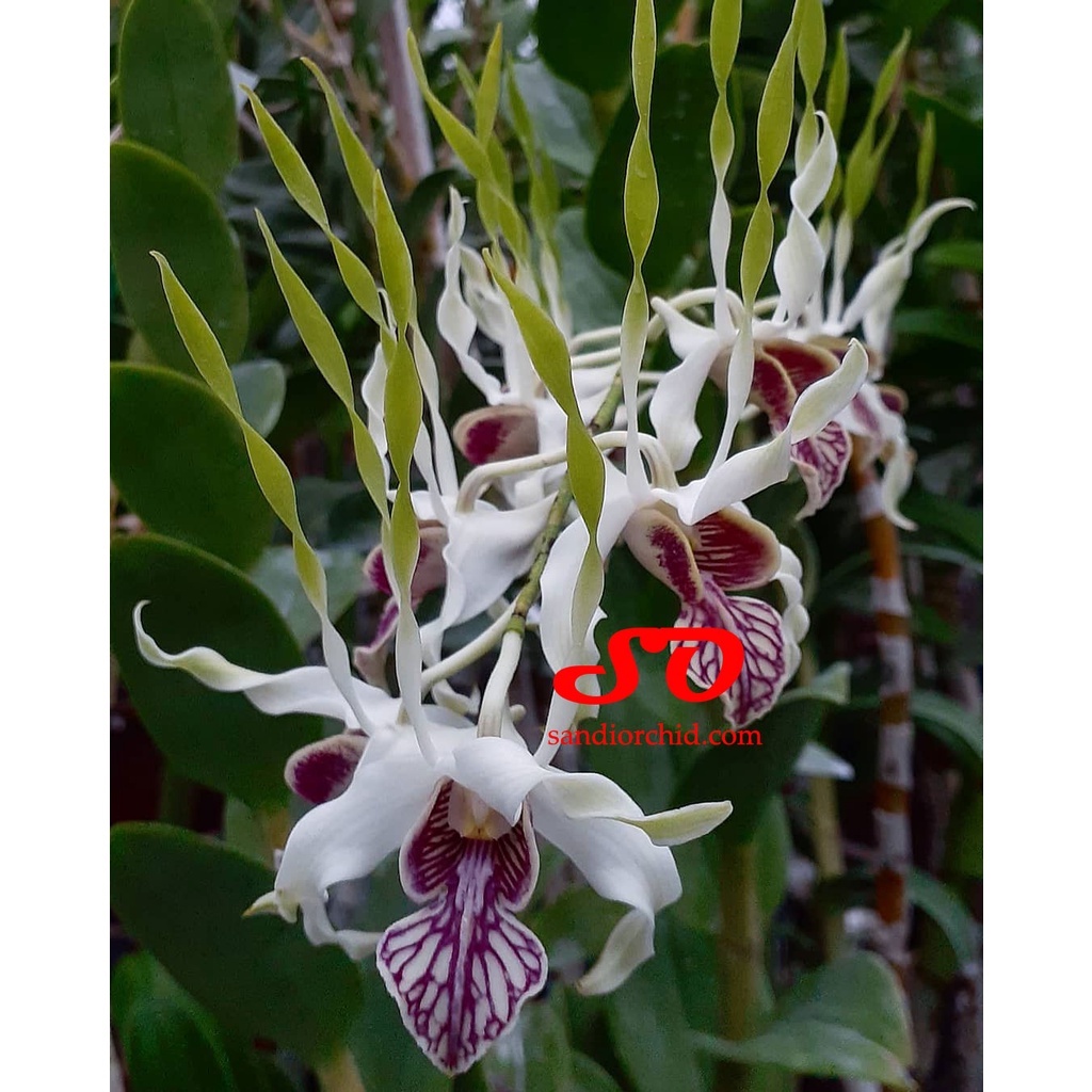Jual [ DEWASA ] Dendrobium stratiotes : Anggrek Endemik Maluku, Siap ...