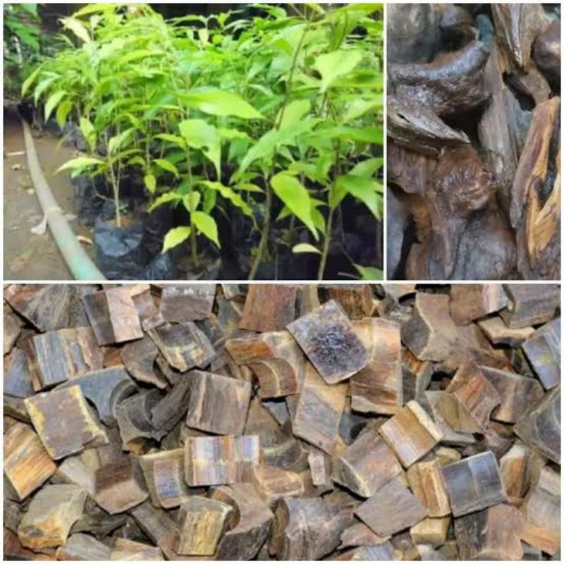 Jual bibit tanaman pohon kayu gaharu | Shopee Indonesia