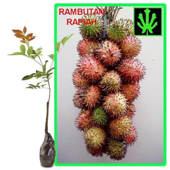 Jual Product Bibit Buah Rambutan Rapiah | Shopee Indonesia