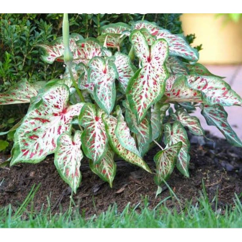 Jual caladium keladi gigerland ( besar/ rimbun) | Shopee Indonesia