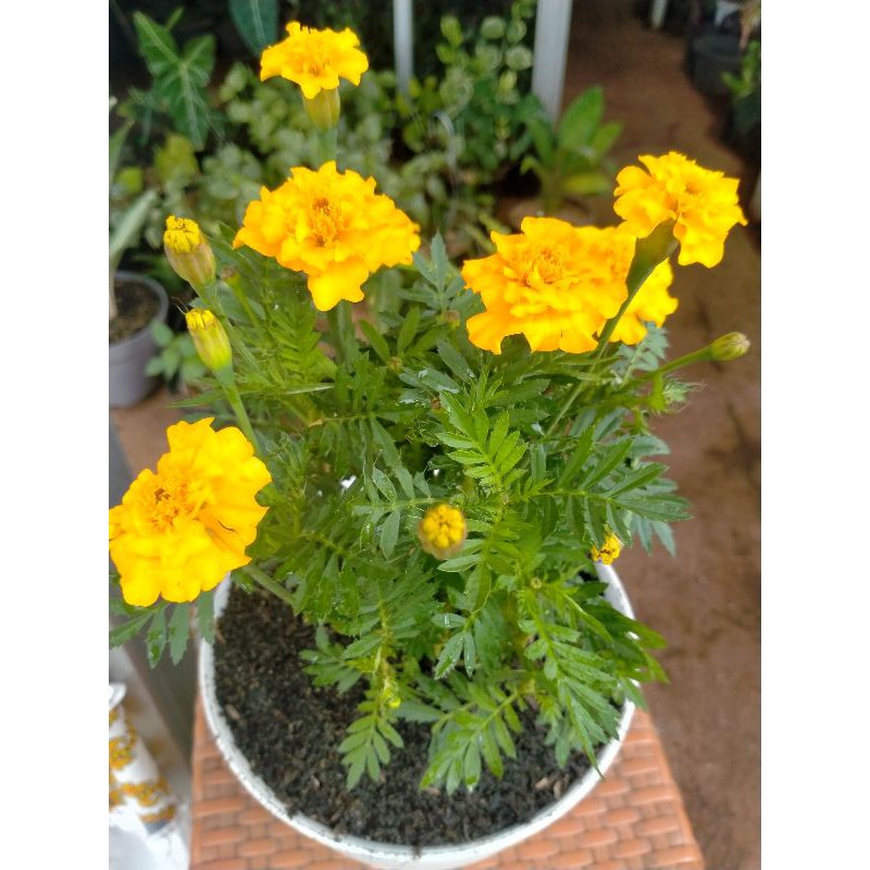 Jual Tanaman Marygold mini/Suyok bunga kuning | Shopee Indonesia