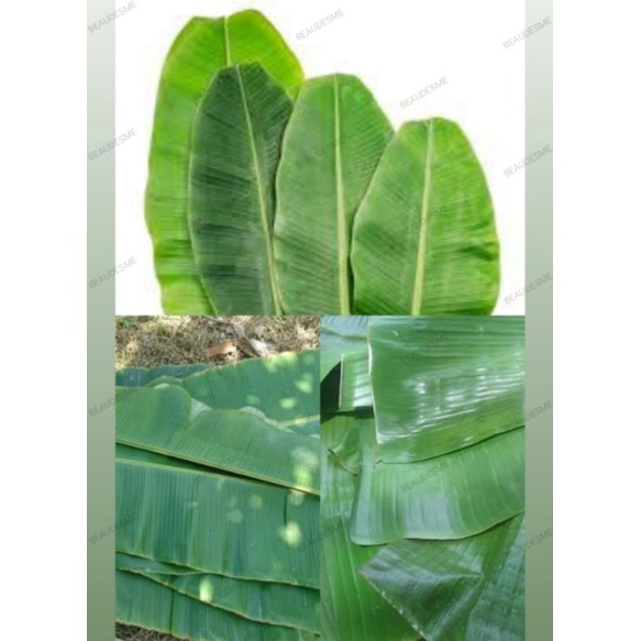 Jual Daun pisang fresh 250gr | Shopee Indonesia