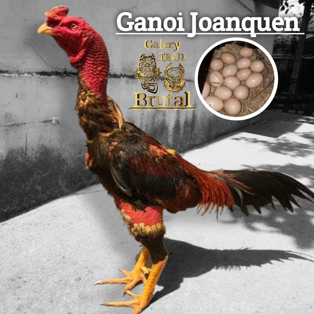 Jual ayam ganoi telur fertil ganoy joanquen | Shopee Indonesia