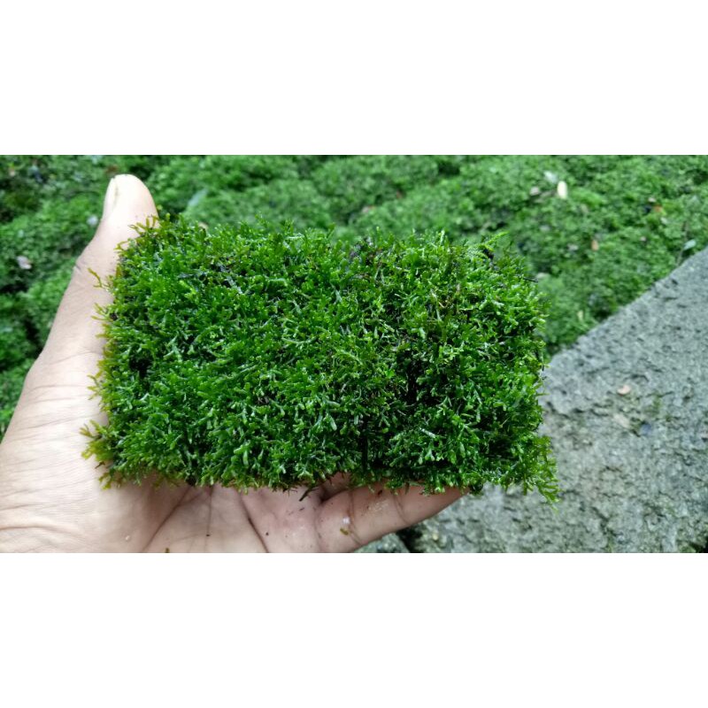 Jual Ricardia mini lempeng grade A ukran 10*5 cm karpet/ pohon /pot ...