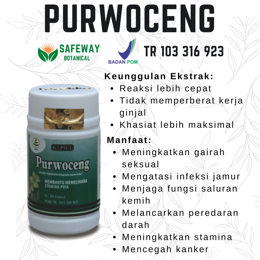 Jual BPOM Purwoceng / Purwaceng Kapsul Herbal Stamina Vitalitas ...