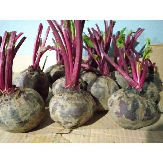 Jual Buah Beet 1 kilo - Buah Bit | Shopee Indonesia