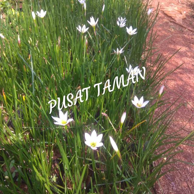 Jual Tanaman Hias Kucay Tulip bunga Liliy hujan | Shopee Indonesia