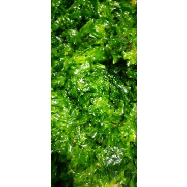 Jual Green Seaweed Ulva Lactuca | Shopee Indonesia
