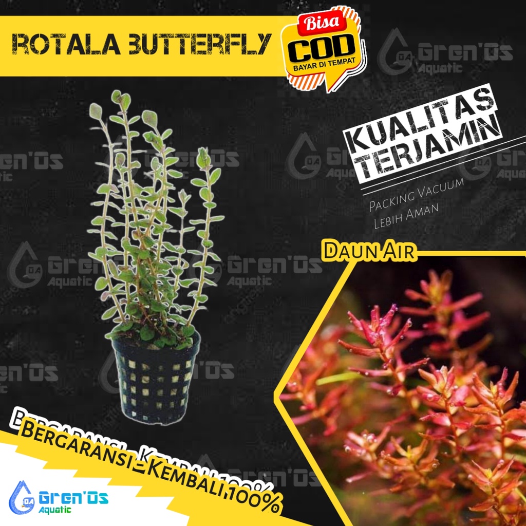 Jual Rotala Macrandra Mini Butterfly - Tanaman Tumbuhan Stamp stem Aquascape | Shopee Indonesia