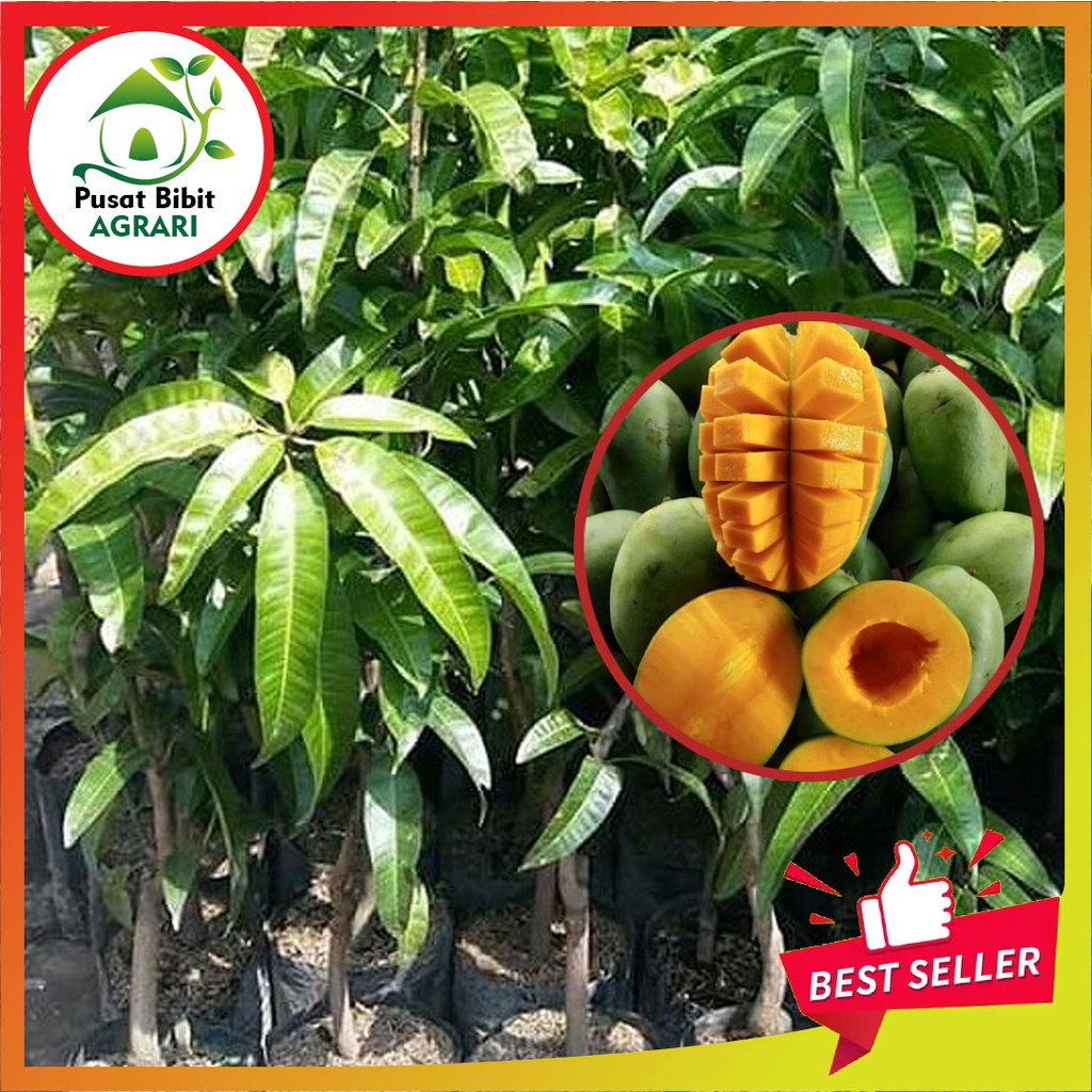 Jual Bibit Mangga Alpukat Asli Tanaman Buah Hasil Okulasi Super Unggul ... Jual Bibit Mangga Alpukat Asli Tanaman Buah Hasil Okulasi Super Unggul ...