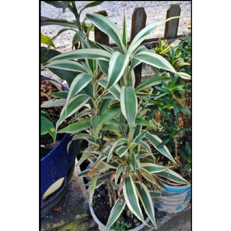 Jual Tanaman Sri rezeki varigata - bambu hoki putih bisa tanam di air ...