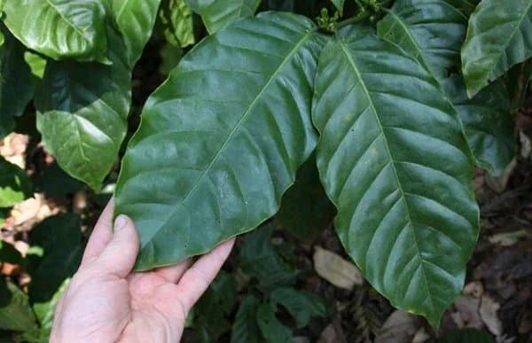 Jual Daun Kopi Segar 400 gram | Shopee Indonesia