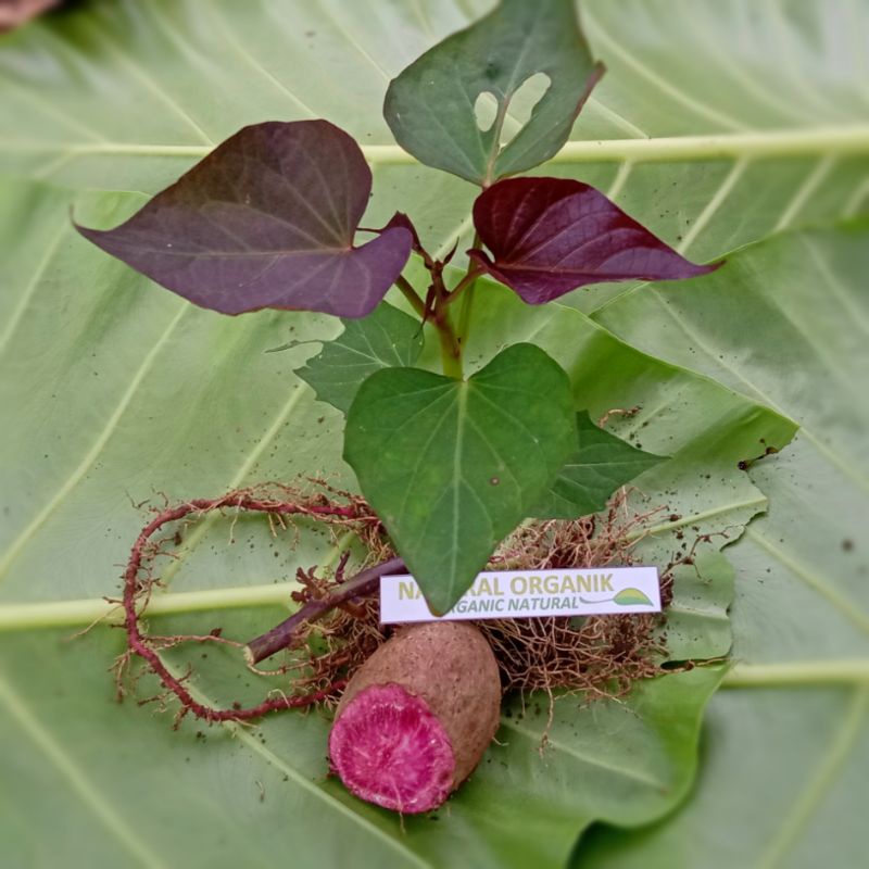 Jual BIBIT UBI MERAH ASLI ☘️ PRODUK NATURAL ORGANIK ☘️ | Shopee Indonesia