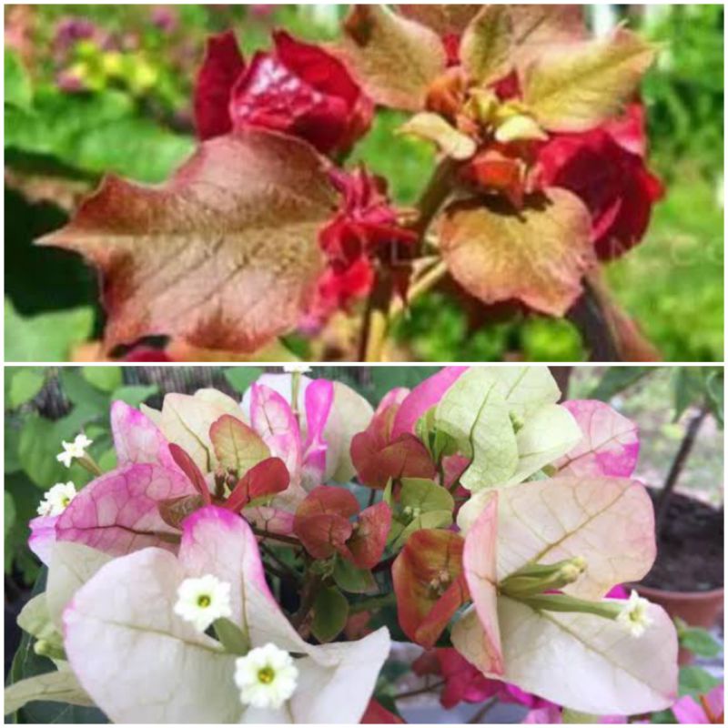 Jual (TERMURAH) BOUGENVILLE KAKI ITIK DAN CITRA CREAM 100% ORIGINAL ...
