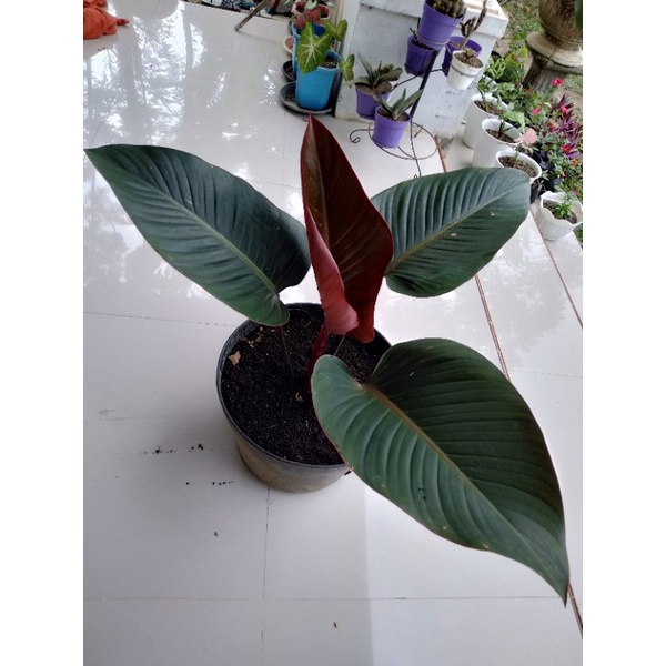 Jual philodendron red congo / philo red congo | Shopee Indonesia
