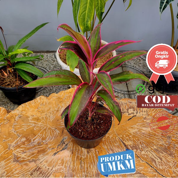 Jual Tanaman hias penghisap racun Hanjuang andong daun pink - cordyline ...