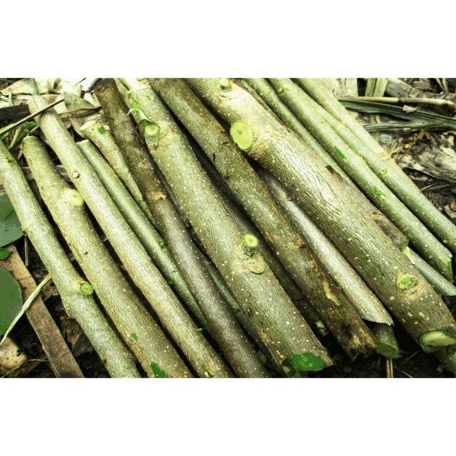 Jual Bibit pohon gamal 1kg untuk rambat vanili cutting stek batang ...