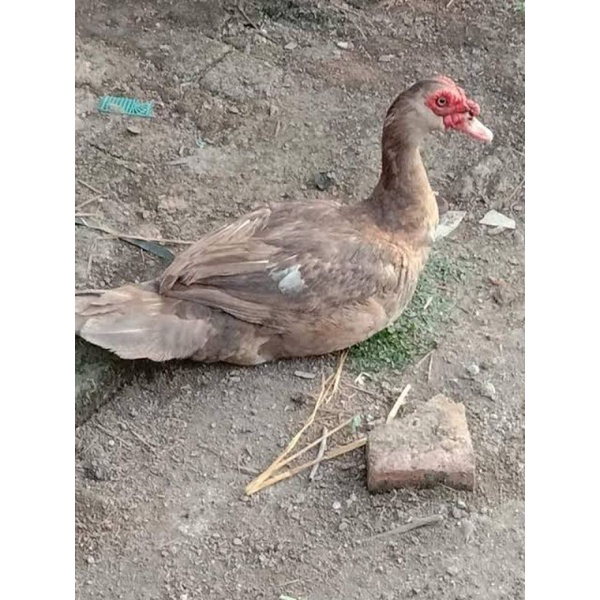 Jual TELUR TETAS MENTOK RAMBON UNTUK DI TETASKAN | Shopee Indonesia