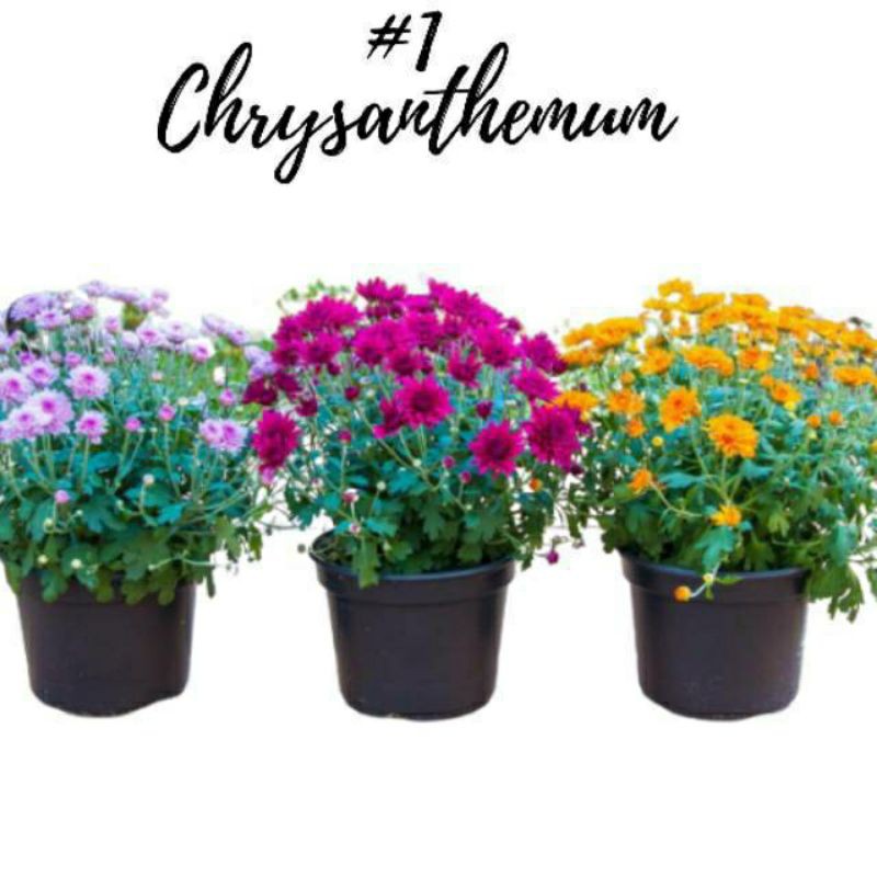 Jual PAKET 3 WARNA TANAMAN KRISAN ASTER KUNING, ORANGE, UNGU | TANAMAN HIAS HIDUP ASLI | Shopee ...