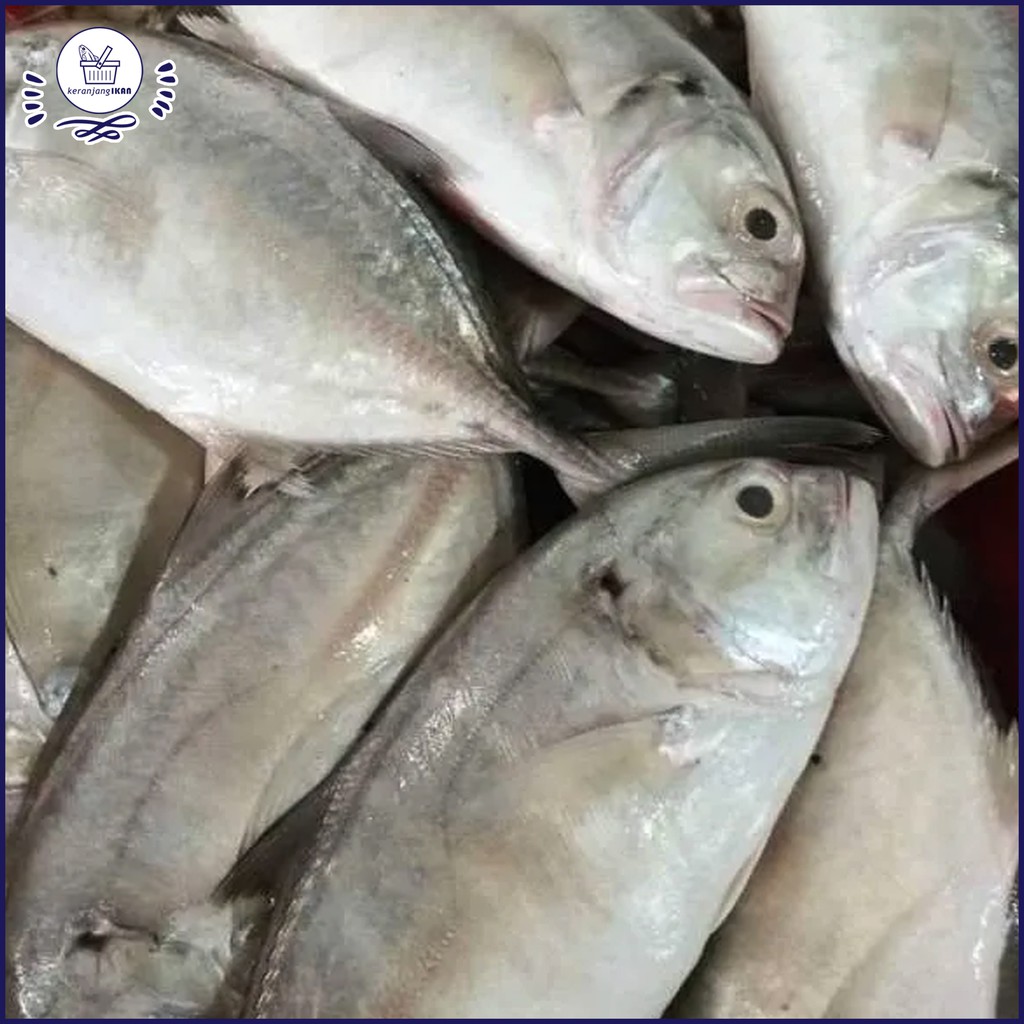 Jual Ikan Kuwe Lilin Segar 1kg | Shopee Indonesia Jual Ikan Kuwe Lilin Segar 1kg | Shopee Indonesia