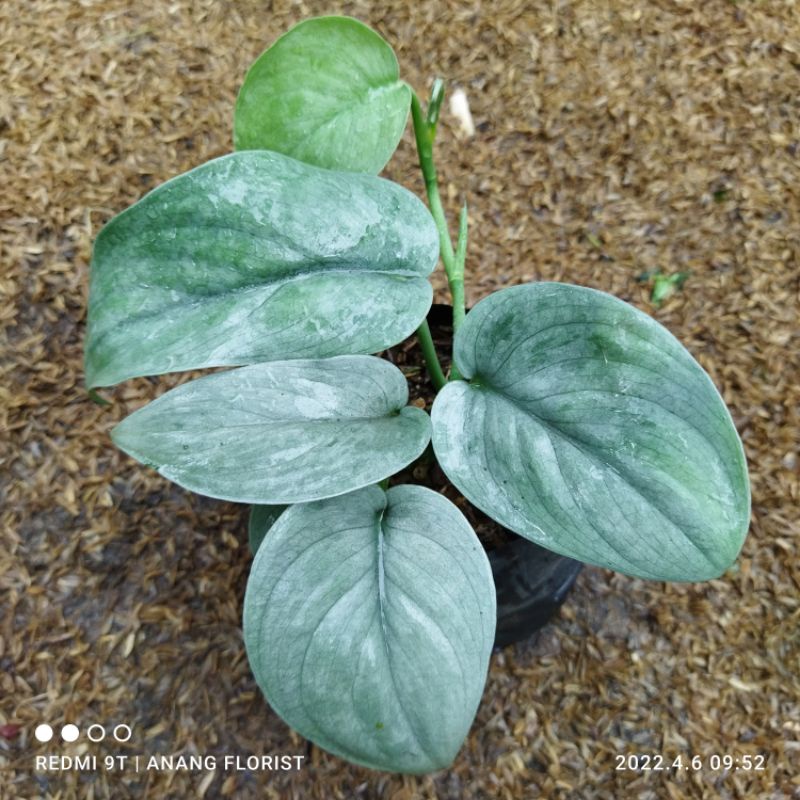 Jual scindapsus silver platinum tanaman hias | Shopee Indonesia