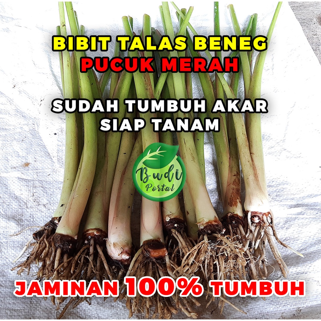Jual Bibit Talas Beneng Merah Sudah Berakar Perbatang | Shopee Indonesia