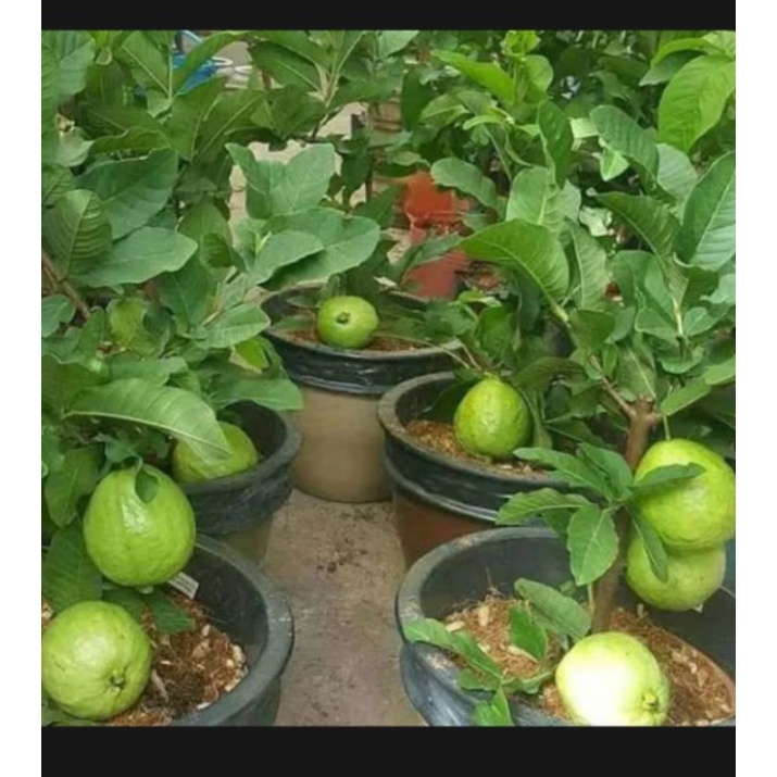Jual bibit pohon jambu kristal super 1-2 tahun berbuah | Shopee Indonesia