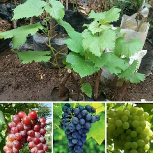Jual Paket murah bibit anggur Isabella 3 Batang merah hitam hijau ...