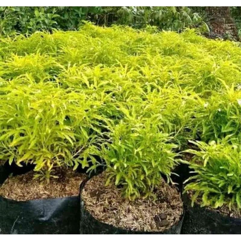 Jual paket 10 pohon / polybag tanaman hias brokoli kuning, tanaman hias ...