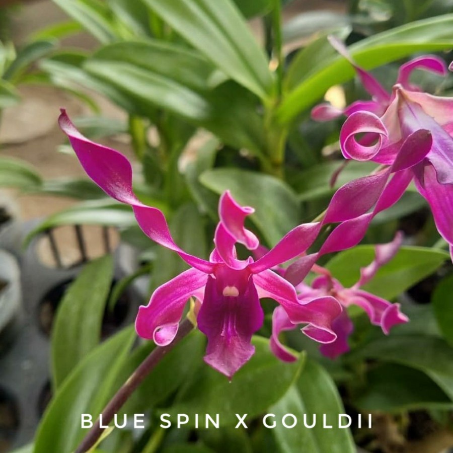 Jual Dendrobium Blue Spin X Gouldii / Anggrek Dendrobium | Shopee Indonesia