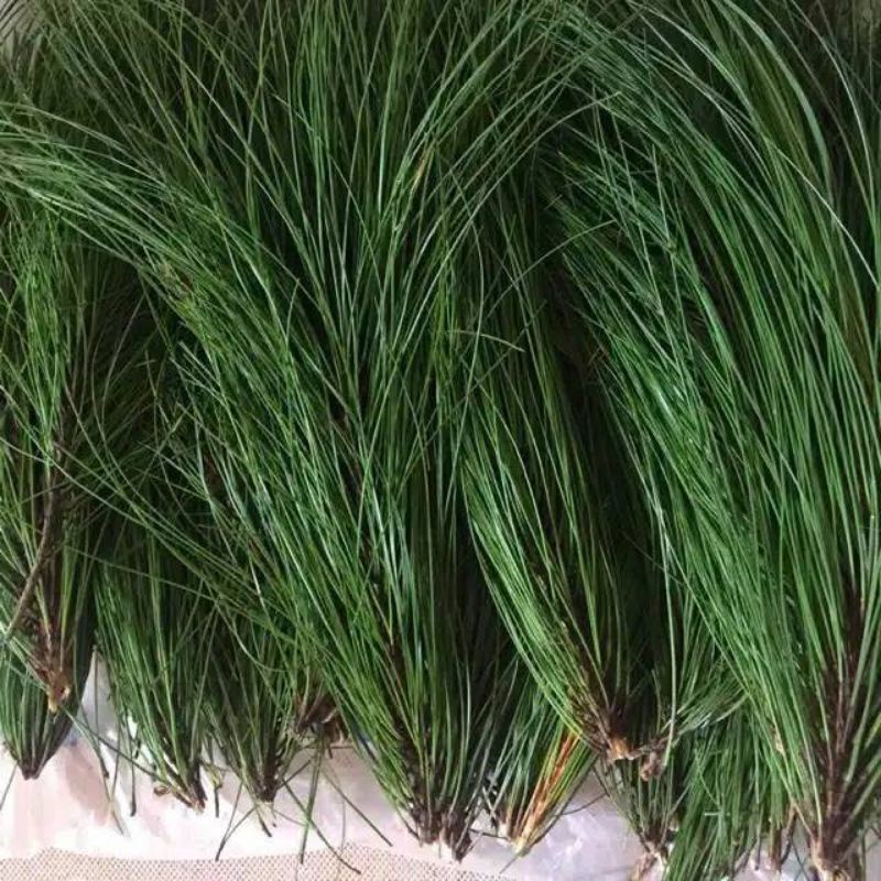 Jual daun pinus segar 1kg | Shopee Indonesia