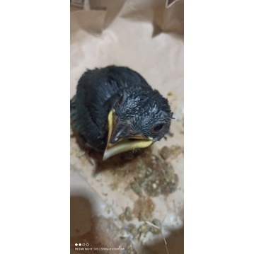 Jual Burung tengkek buto anakan | Shopee Indonesia